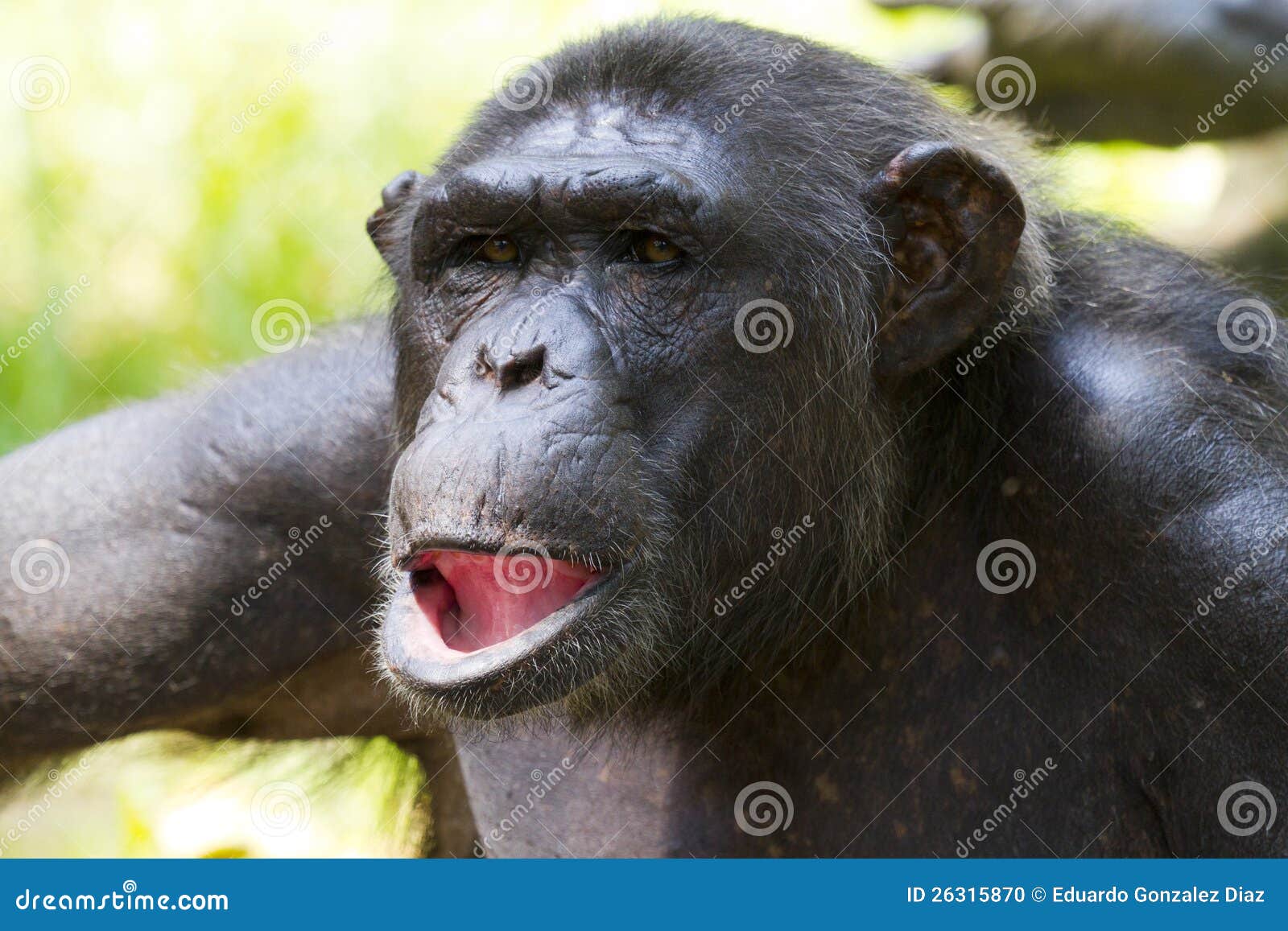 Chimpanzee stock photo. Image of hair, face, animal, primate - 26315870
