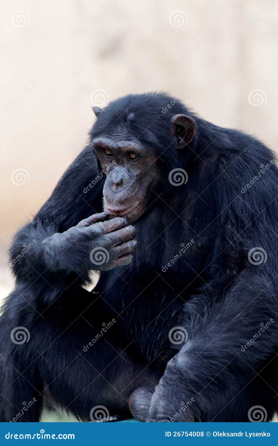 Chimpanzee stock photo. Image of white, monkey, cute - 26754008