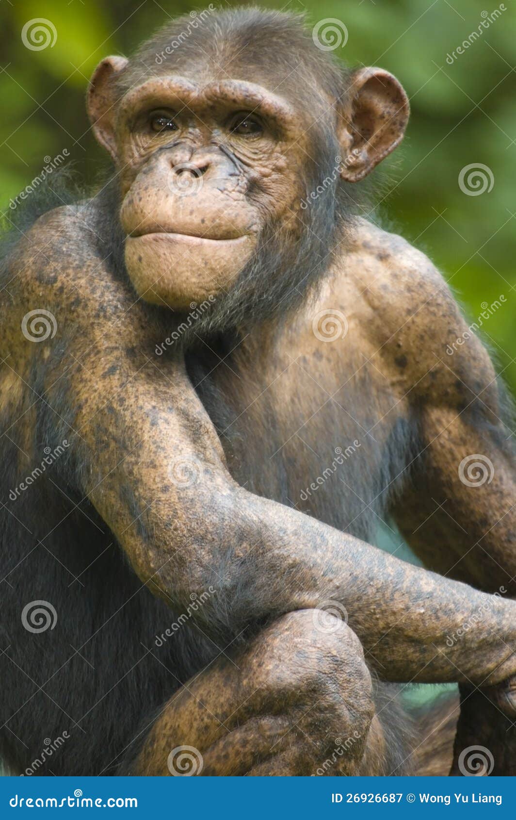 Chimpanzee stock image. Image of mammals, hair, trees - 26926687