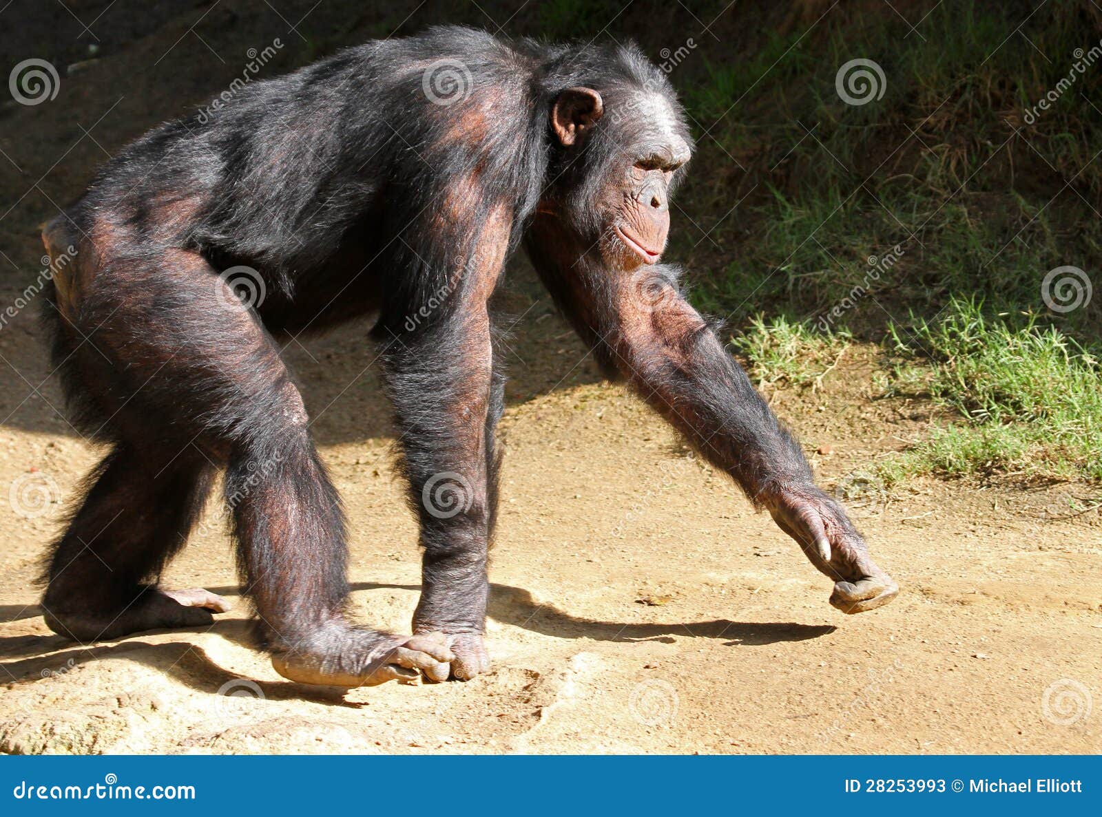 Chimpanzee stock image. Image of relaxation, mammal, furry - 28253993