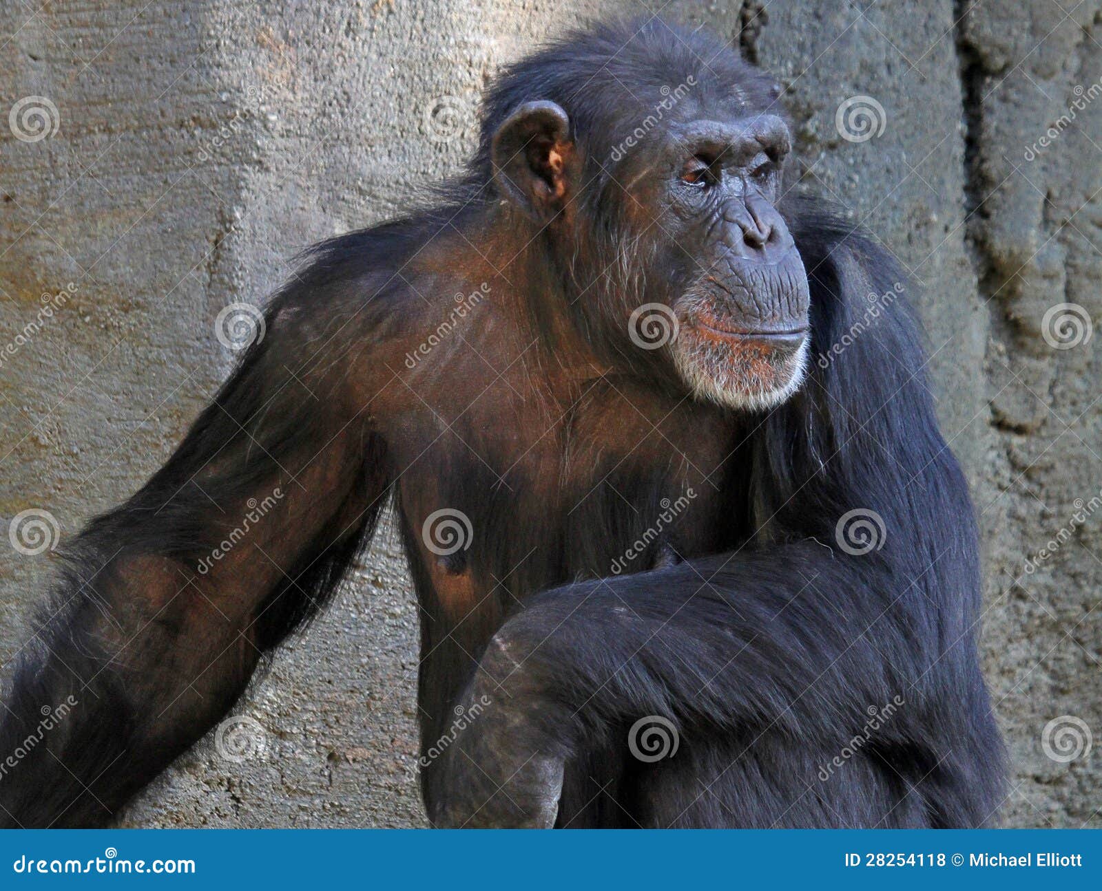 Chimpanzee stock photo. Image of expressive, chimp, cute - 28254118