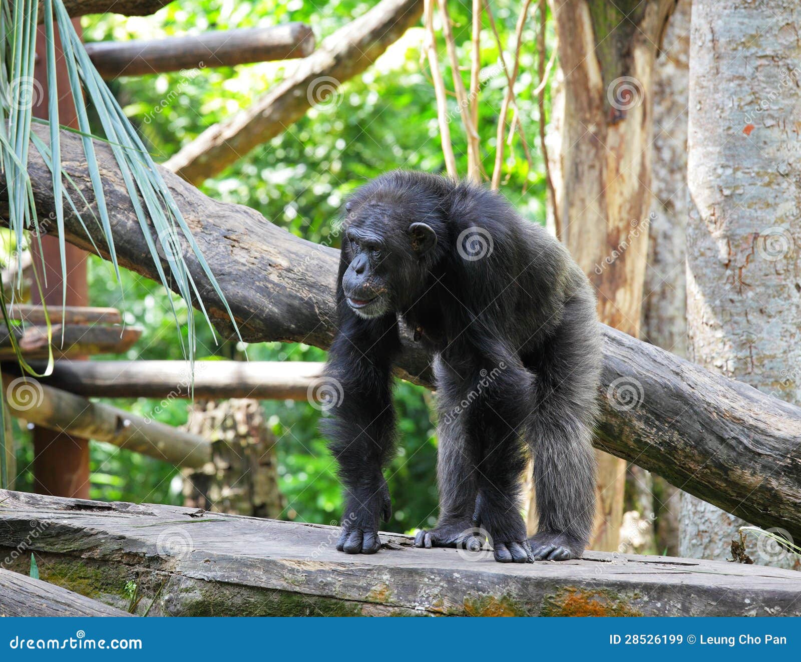 Giant Chimpanzee Monkey Eating Banana. Royalty-Free Stock Photo ...
