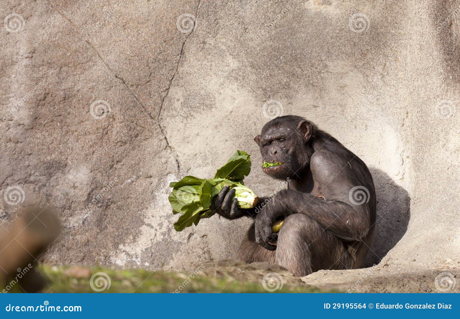 Chimpanzee stock photo. Image of monkeys, skin, mammal - 29195564