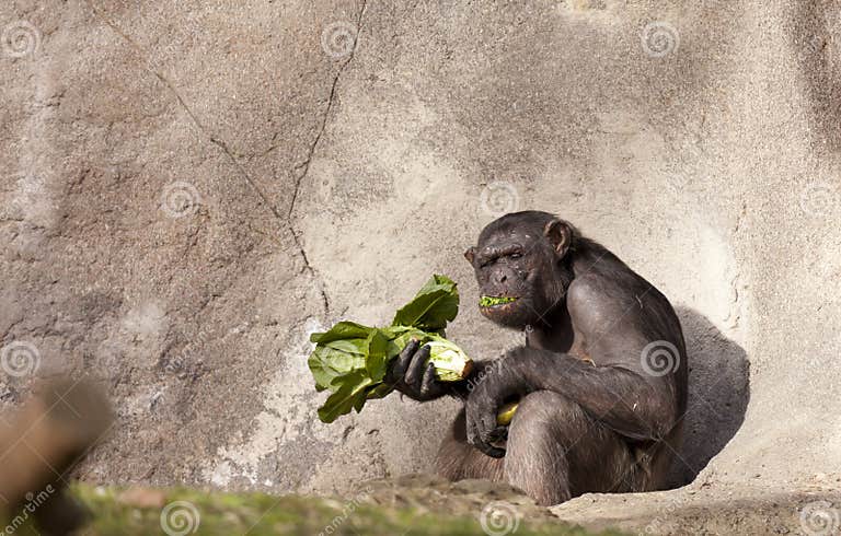 Chimpanzee stock photo. Image of monkeys, skin, mammal - 29195564