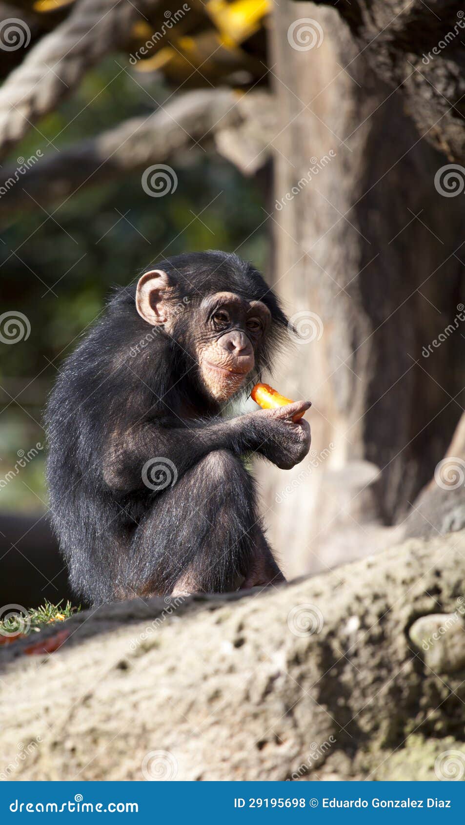Chimpanzee stock photo. Image of cute, wild, captivity - 29195698