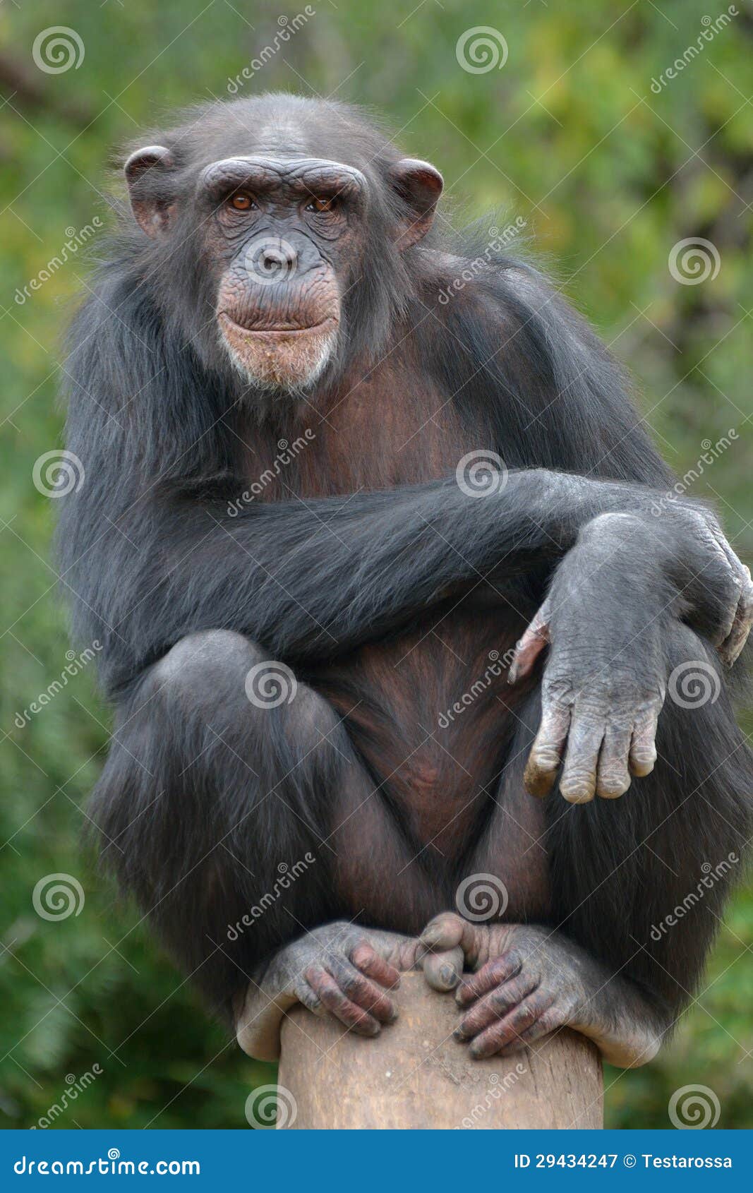 Chimpanzee stock image. Image of watch, stare, staring - 29434247