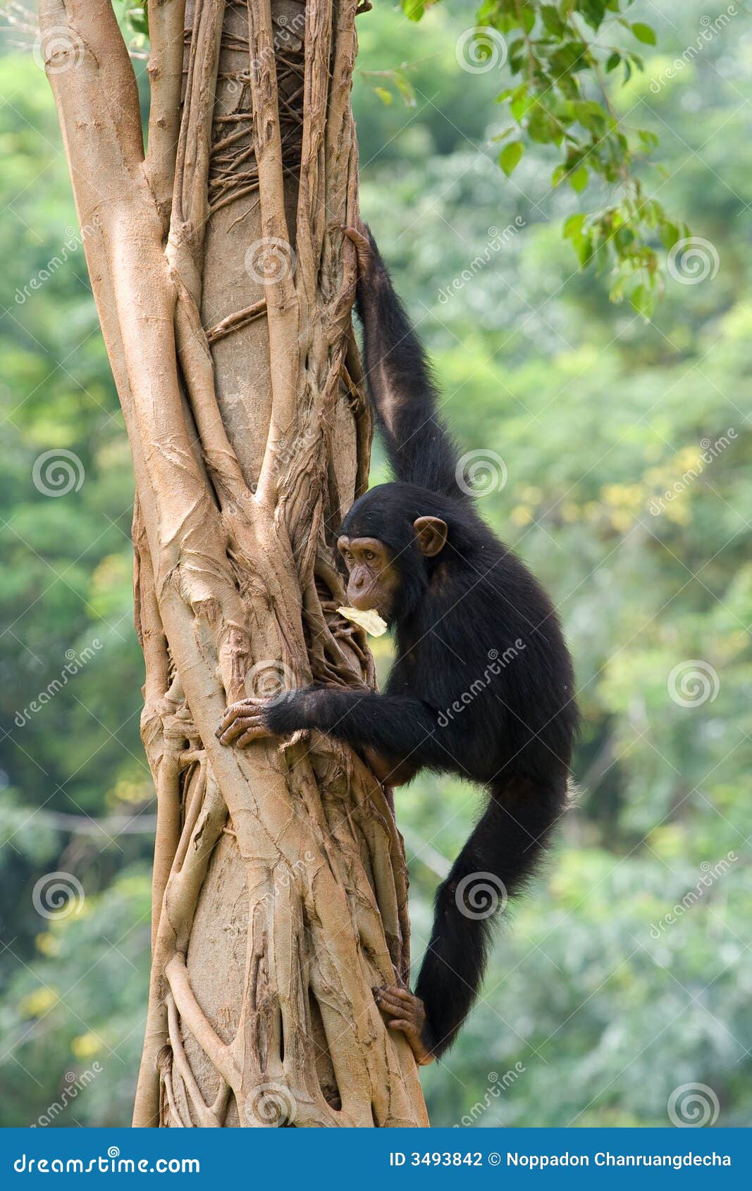 Chimpanzee stock photo. Image of chimpanzee, eating, banana - 3493842