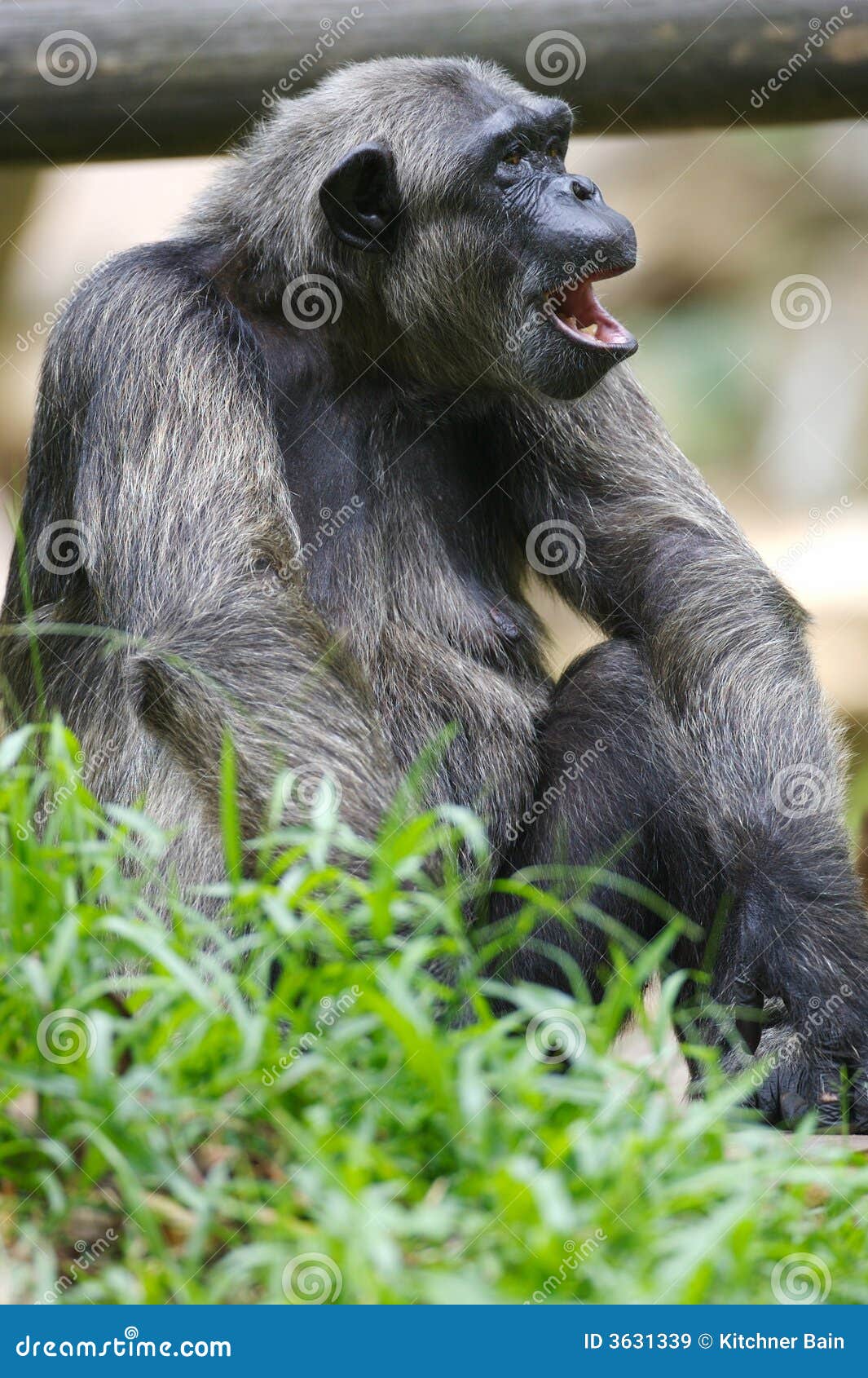 Chimpanzee stock image. Image of african, chimp, fauna - 3631339