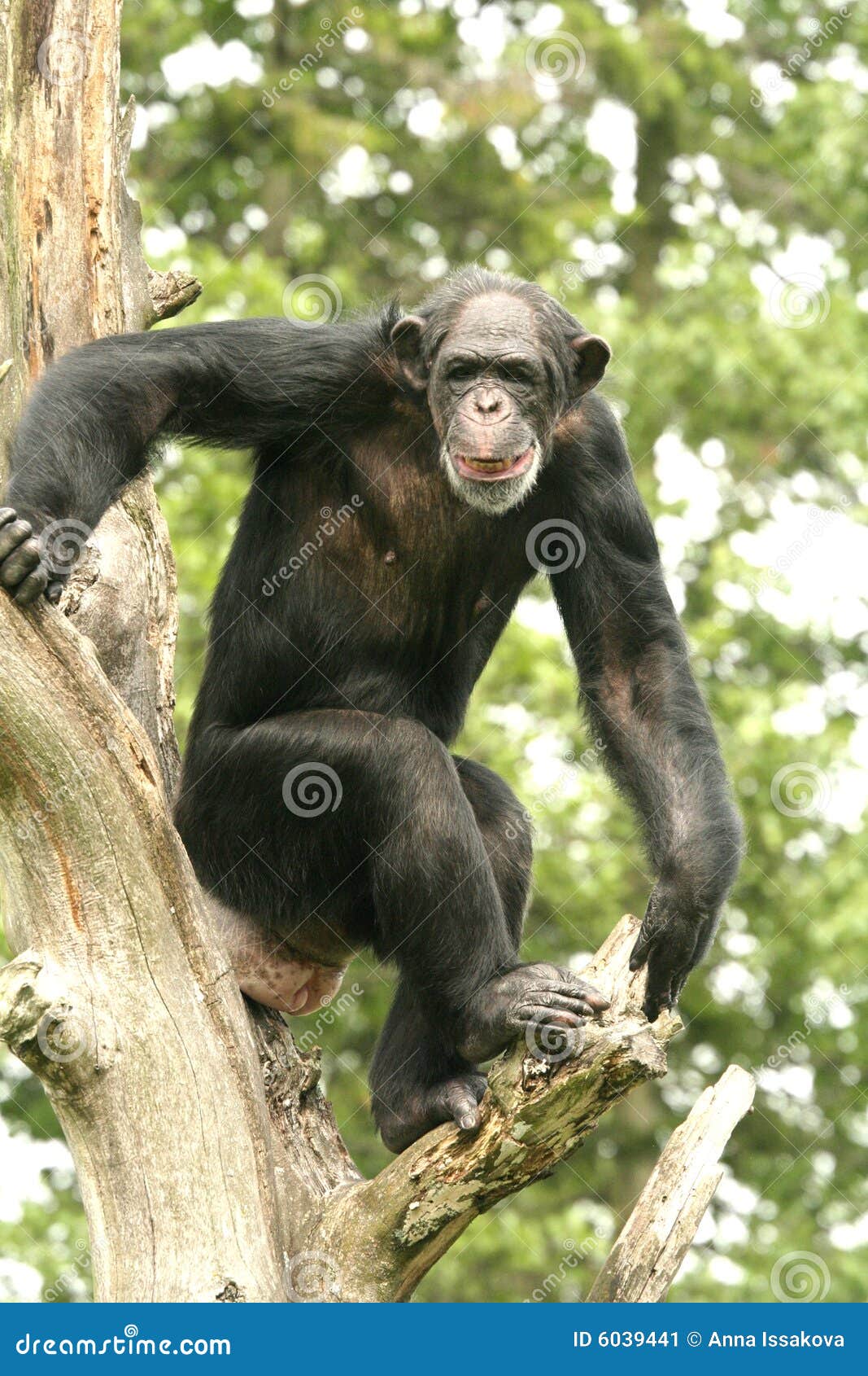 Chimpanzee stock image. Image of brown, awesome, mammal - 6039441