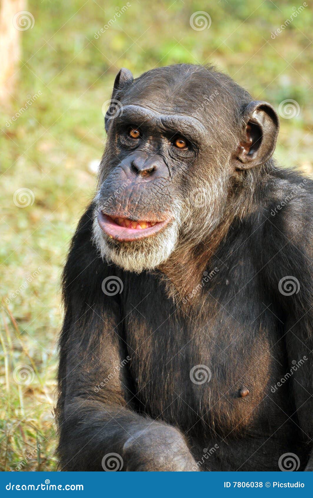 Chimpanzee stock photo. Image of ears, eyes, hairs, grass - 7806038