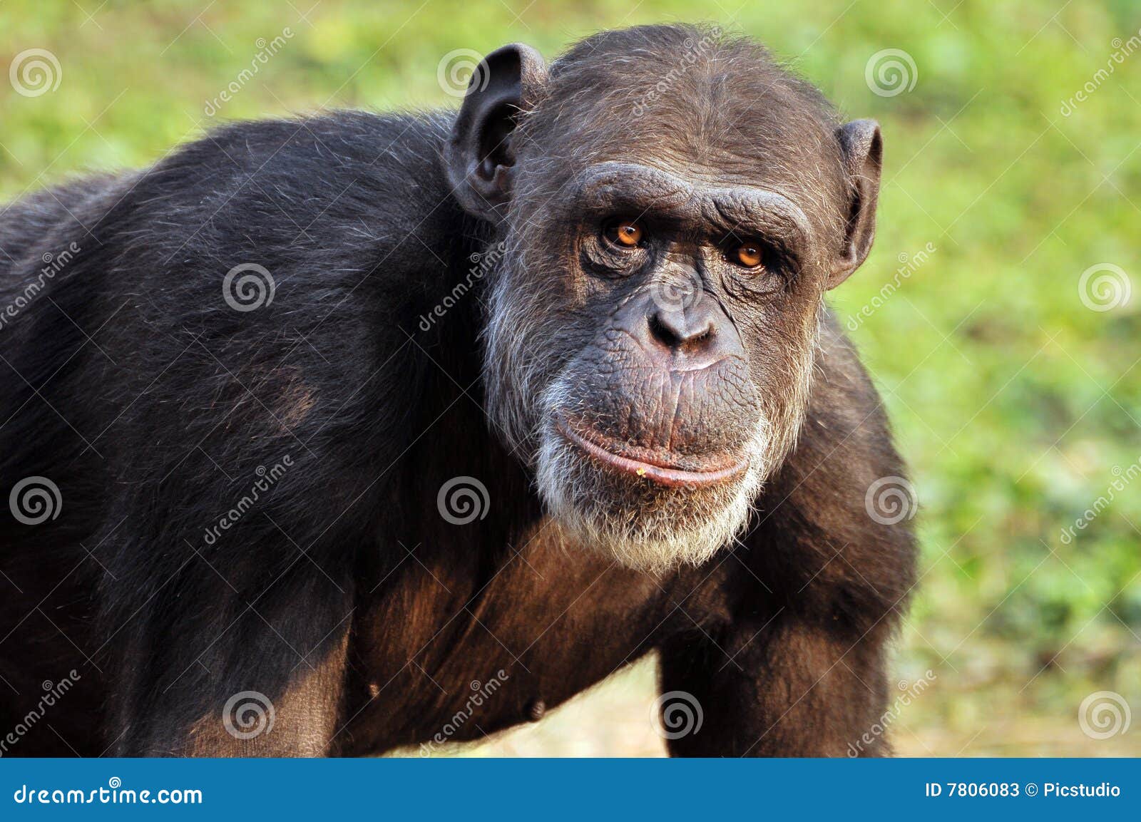Chimpanzee stock image. Image of alone, primates, nature - 7806083