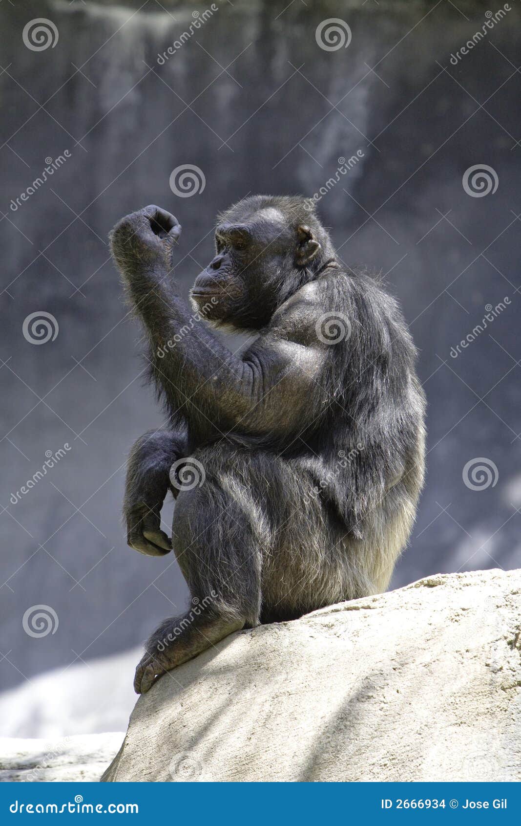 Chimpanzee 8 stock photo. Image of hand, side, monkey - 2666934