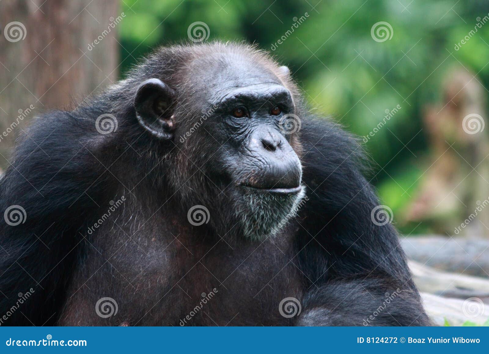 Chimpanzee stock photo. Image of chimps, monkey, wildlife - 8124272