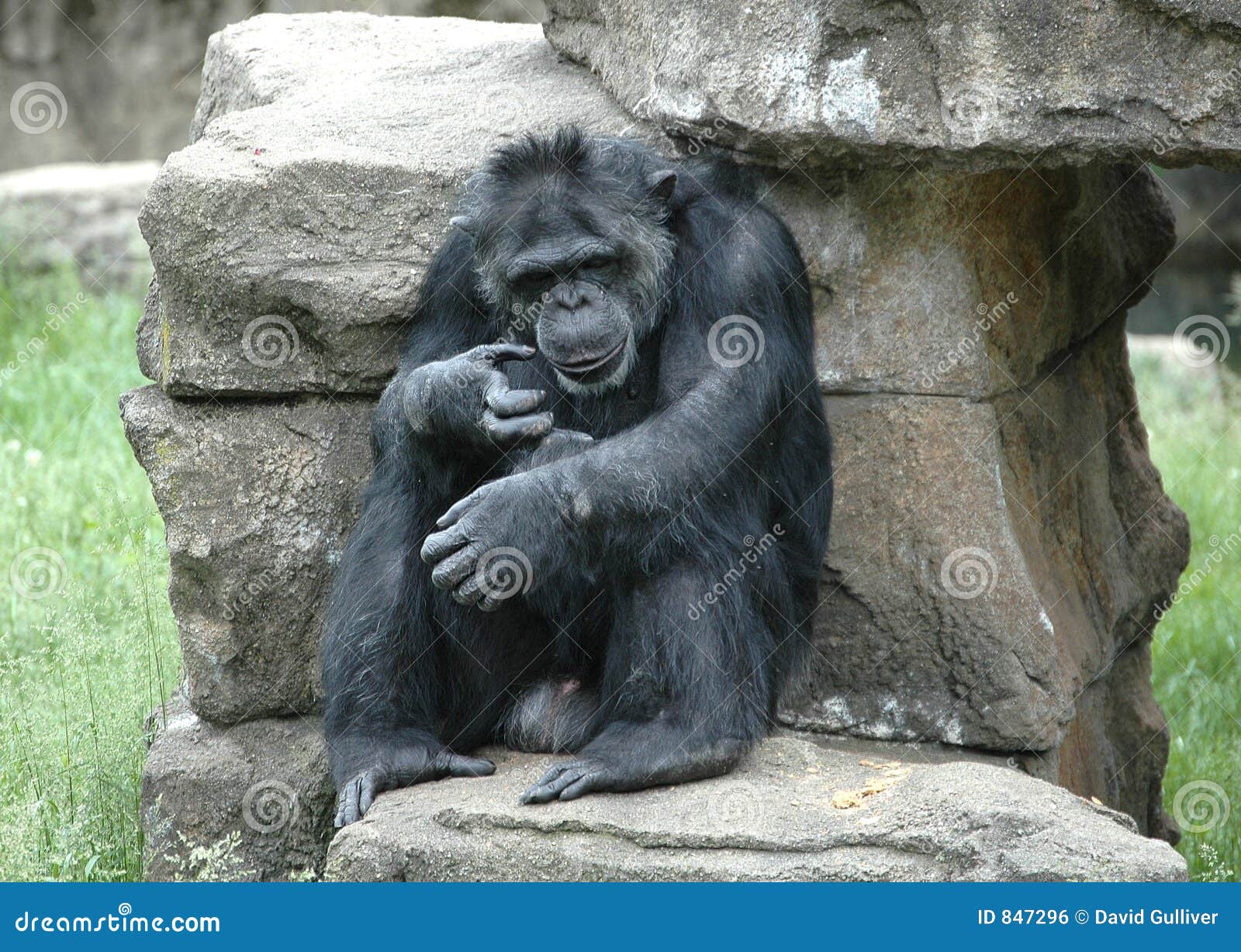 Chimpanzee stock photo. Image of rain, forests, goodall - 847296
