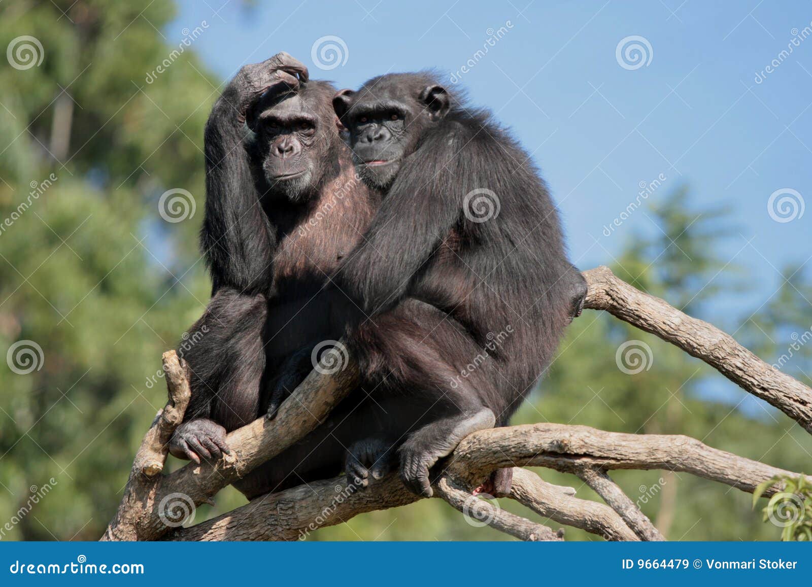 Chimpanzee stock image. Image of chimpanzee, omnivore - 9664479