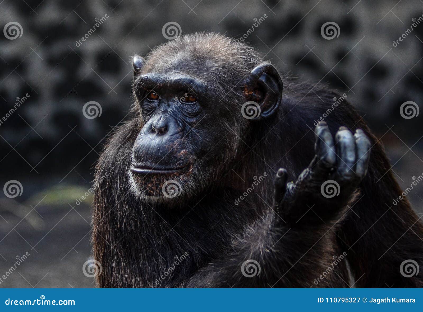 A chimpanzee action stock image. Image of freedom, looking - 110795327