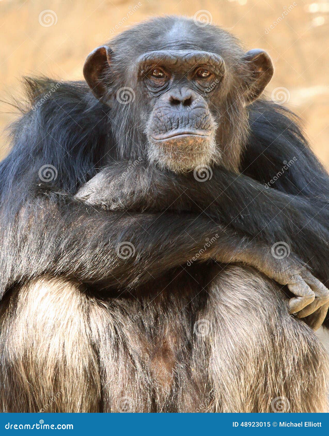 Chimpanzee stock image. Image of look, arms, bored, hand - 48923015