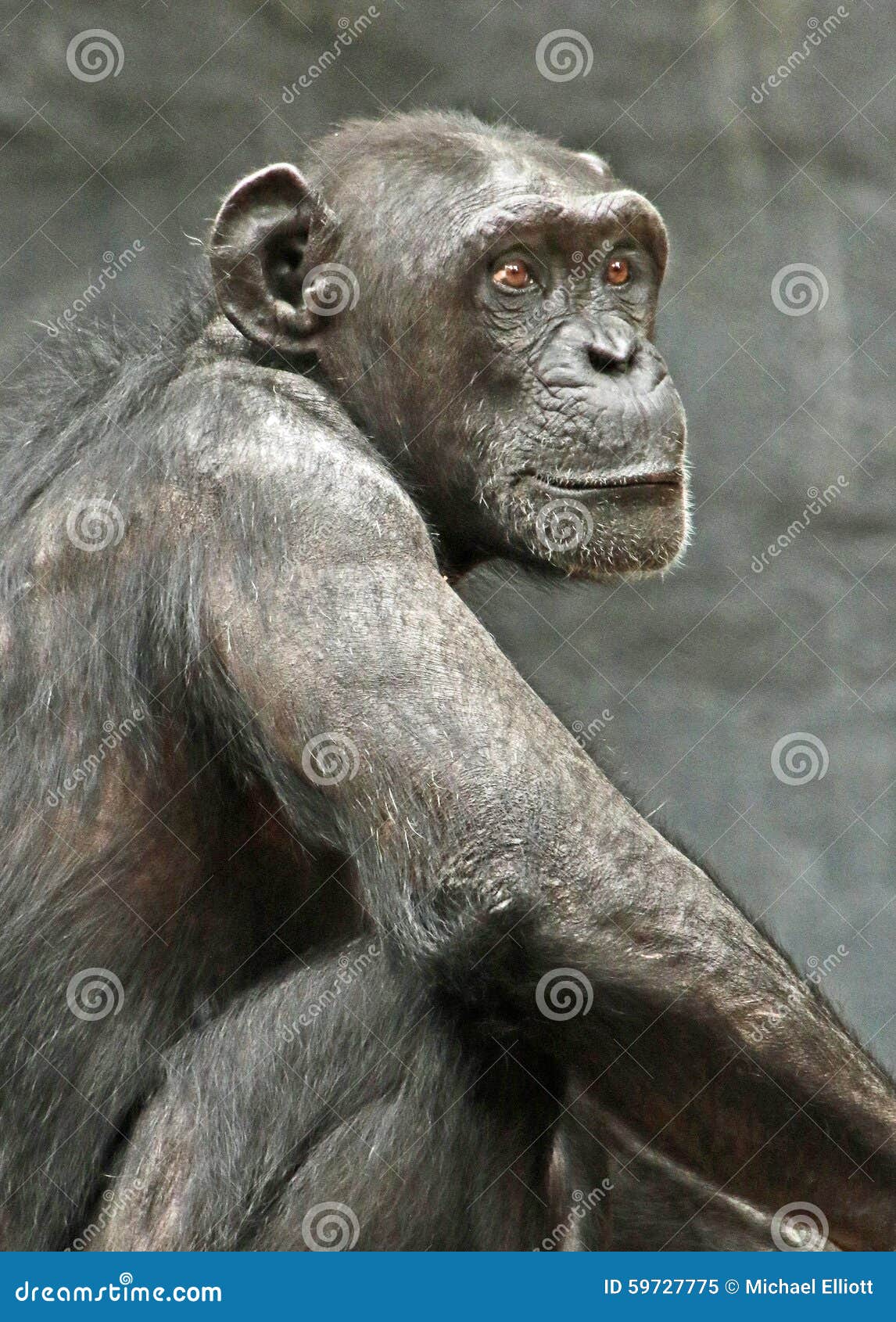 Chimpanzee stock image. Image of funny, open, black, lazy - 59727775