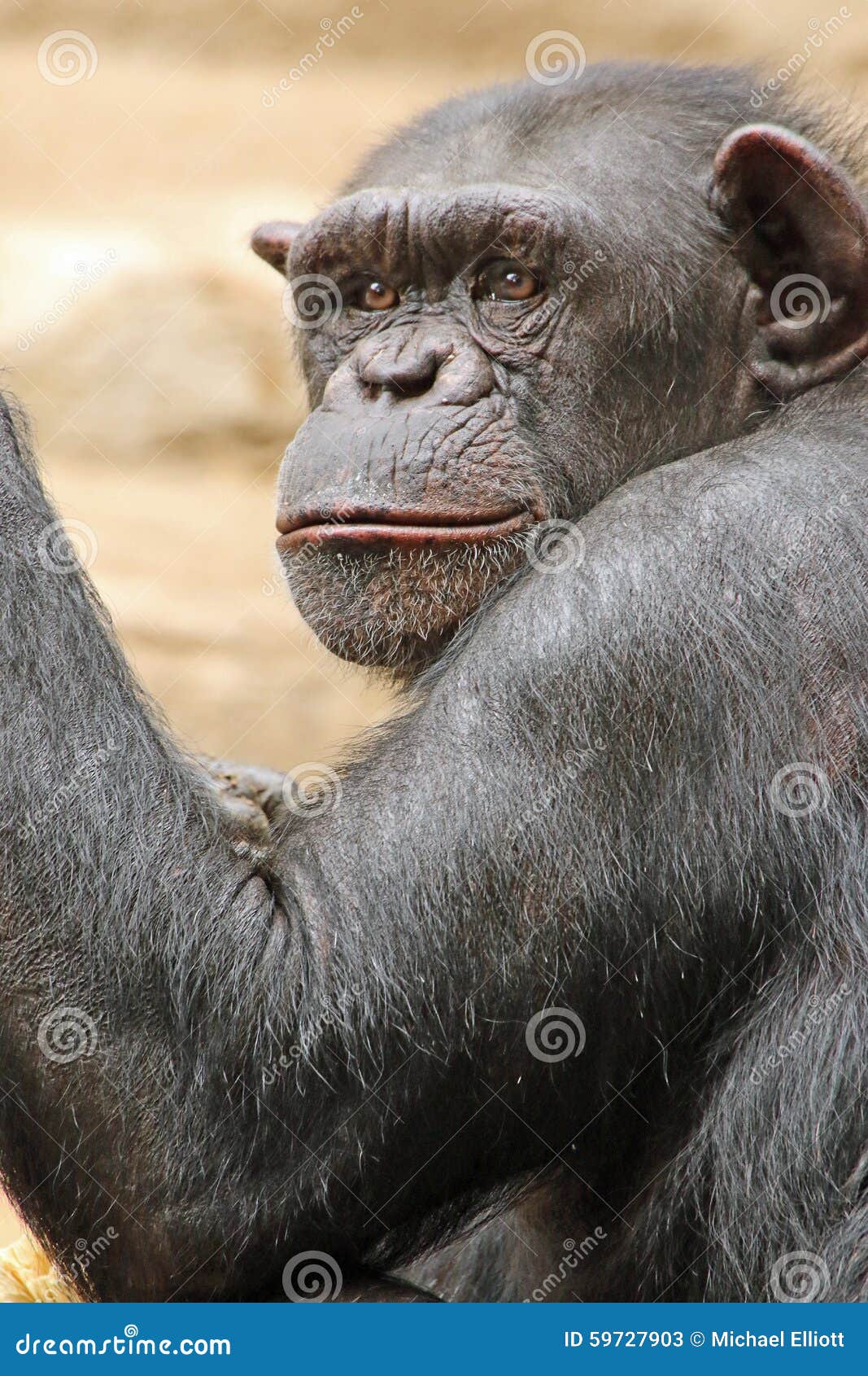 Chimpanzee stock image. Image of rest, buckskinman, humorous - 59727903