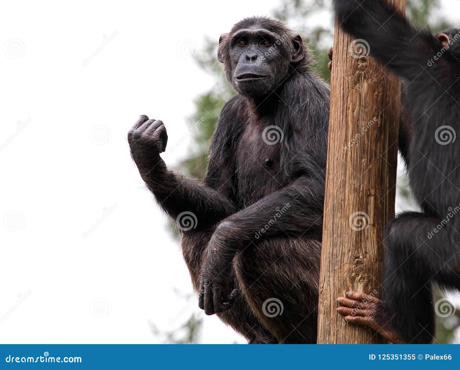Chimpanzee stock image. Image of imitate, mimic, environmental - 125351355