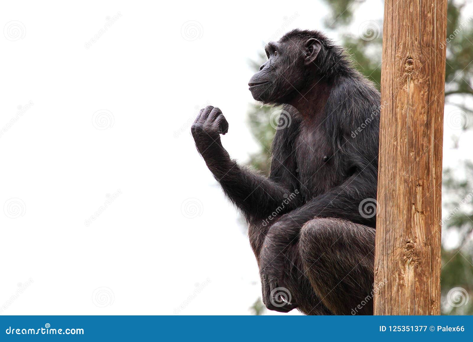 Chimpanzee stock image. Image of communication, gesturing - 125351377