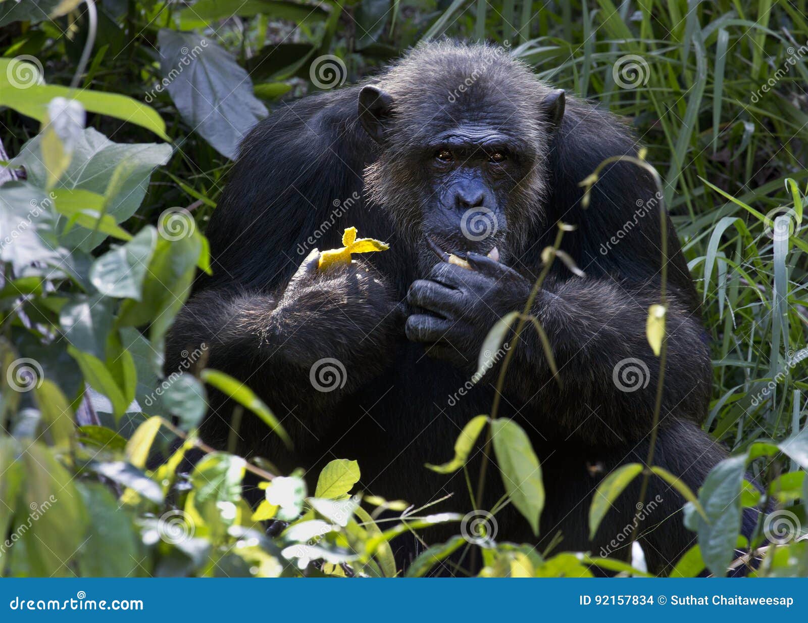 Chimpanzee stock photo. Image of humorous, captive, intelligence - 92157834