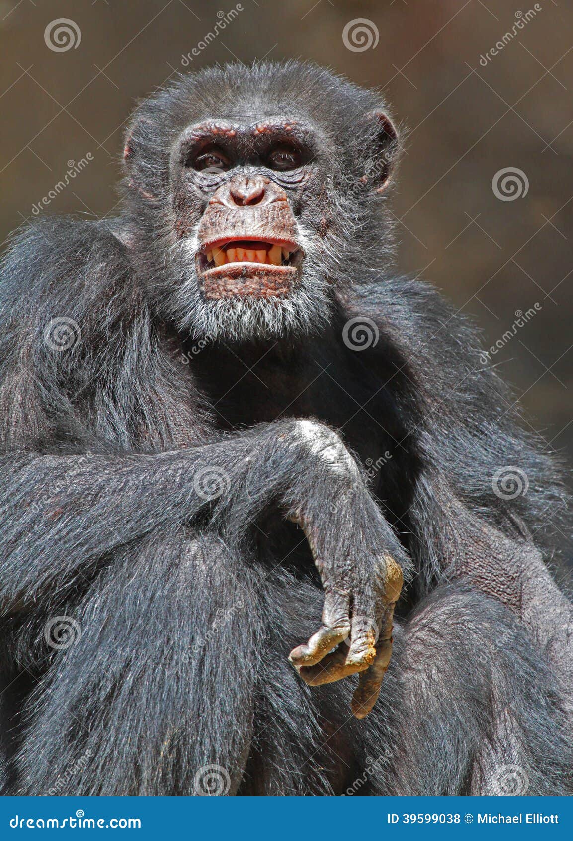 Chimpanzee stock photo. Image of antics, furry, upset - 39599038