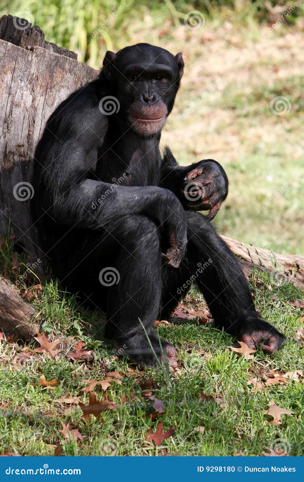 Chimpanzee Ape stock photo. Image of sitting, resting - 9298180