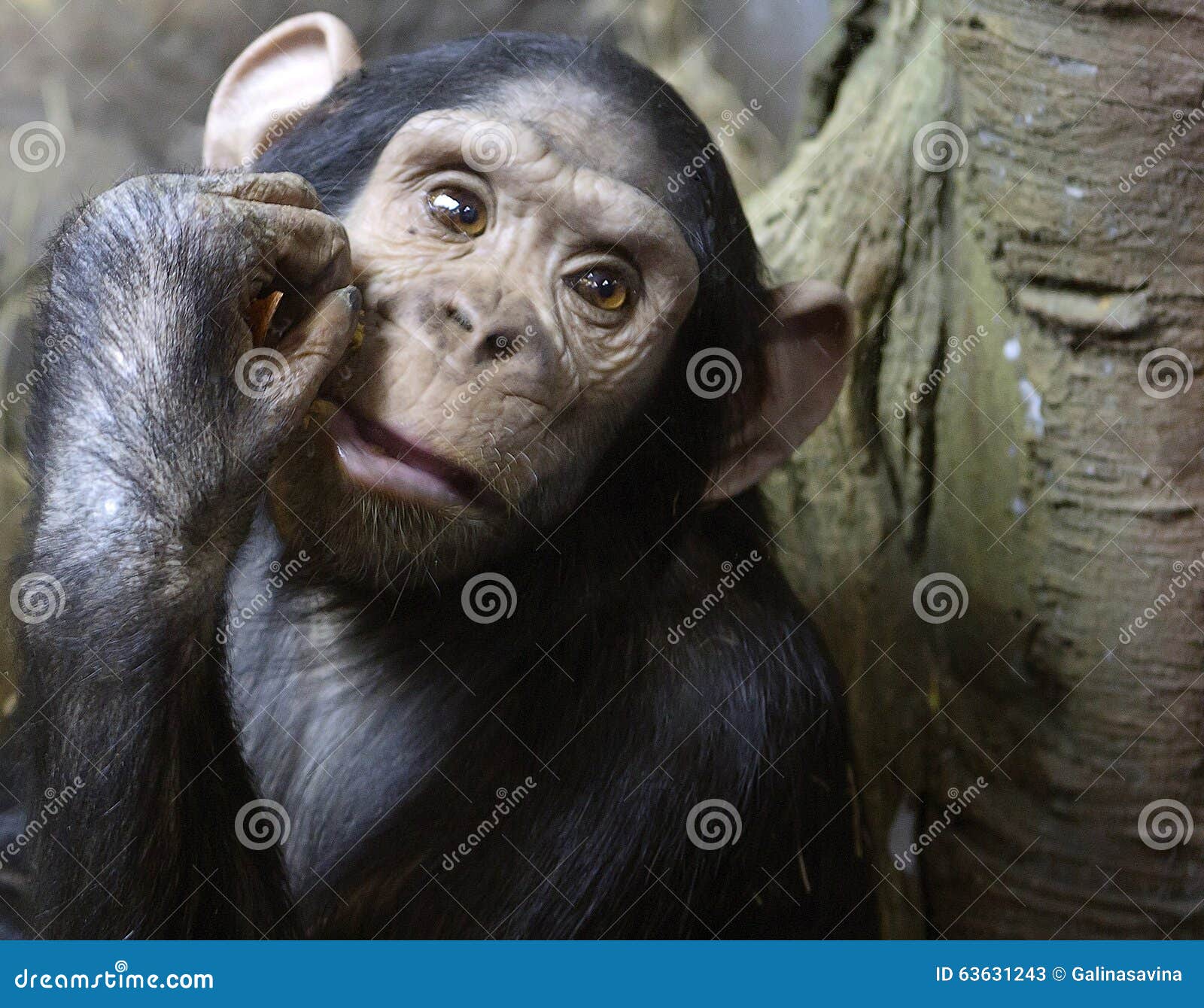 Chimpanzee stock image. Image of wool, large, posing - 63631243
