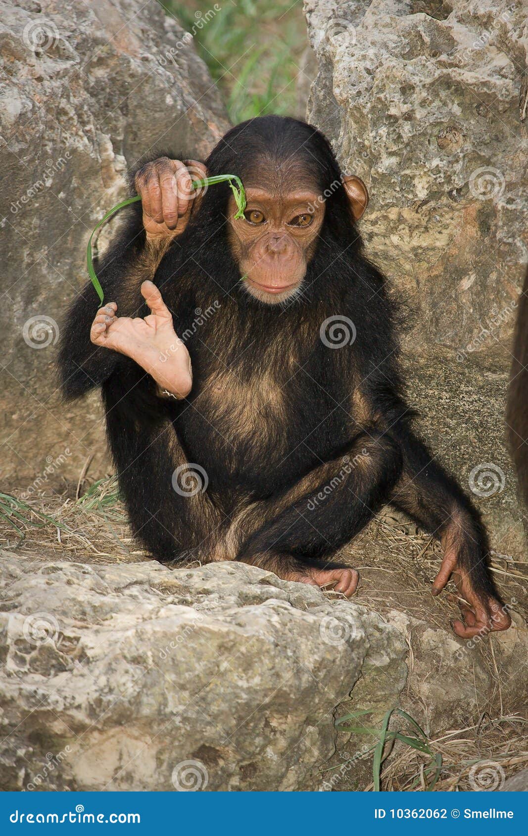 Chimpanzee baby stock photo. Image of wild, anthropoid - 10362062