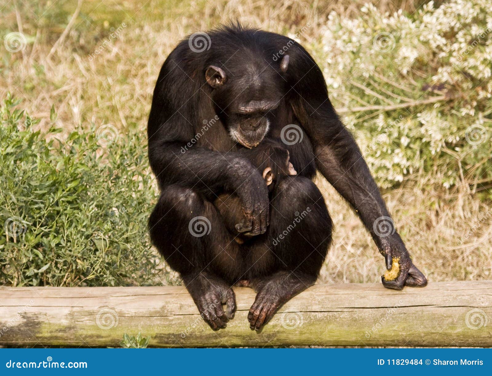 Chimpanzee with Baby stock photo. Image of animal, mammal - 11829484