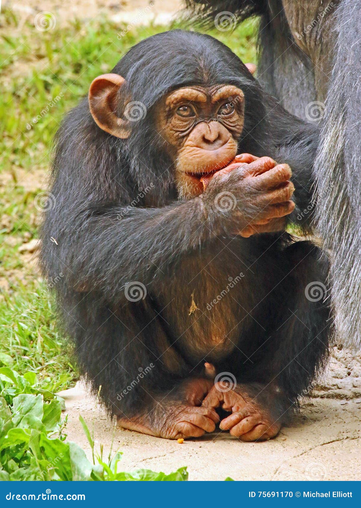 Chimpanzee stock photo. Image of lazy, buckskinman, lying - 75691170