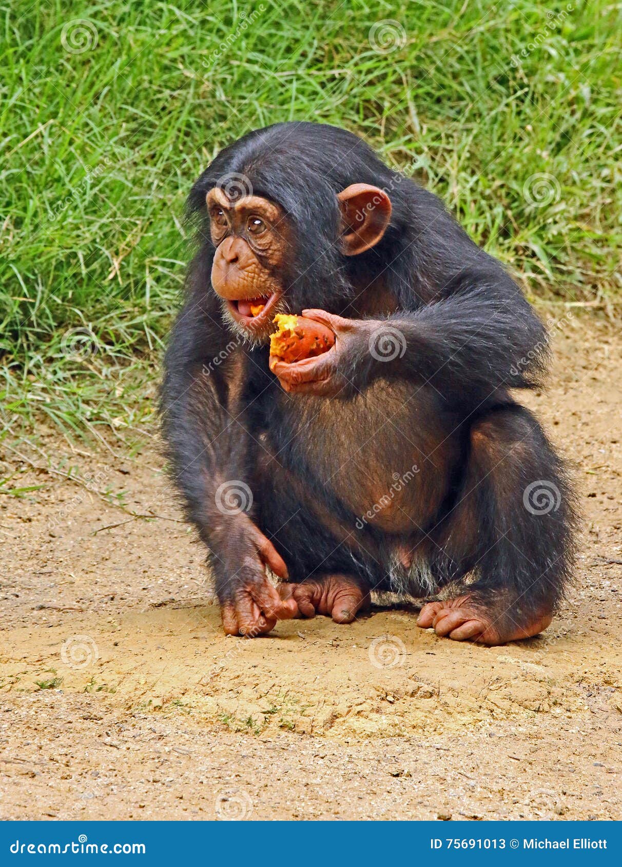 Chimpanzee stock image. Image of animal, baby, buckskinman - 75691013