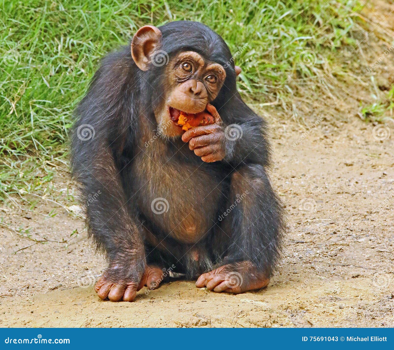 Chimpanzee stock image. Image of feed, mother, feeding - 75691043