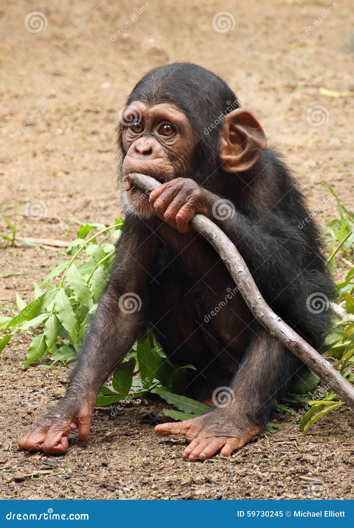 Chimpanzee stock image. Image of humorous, face, adult - 59730245