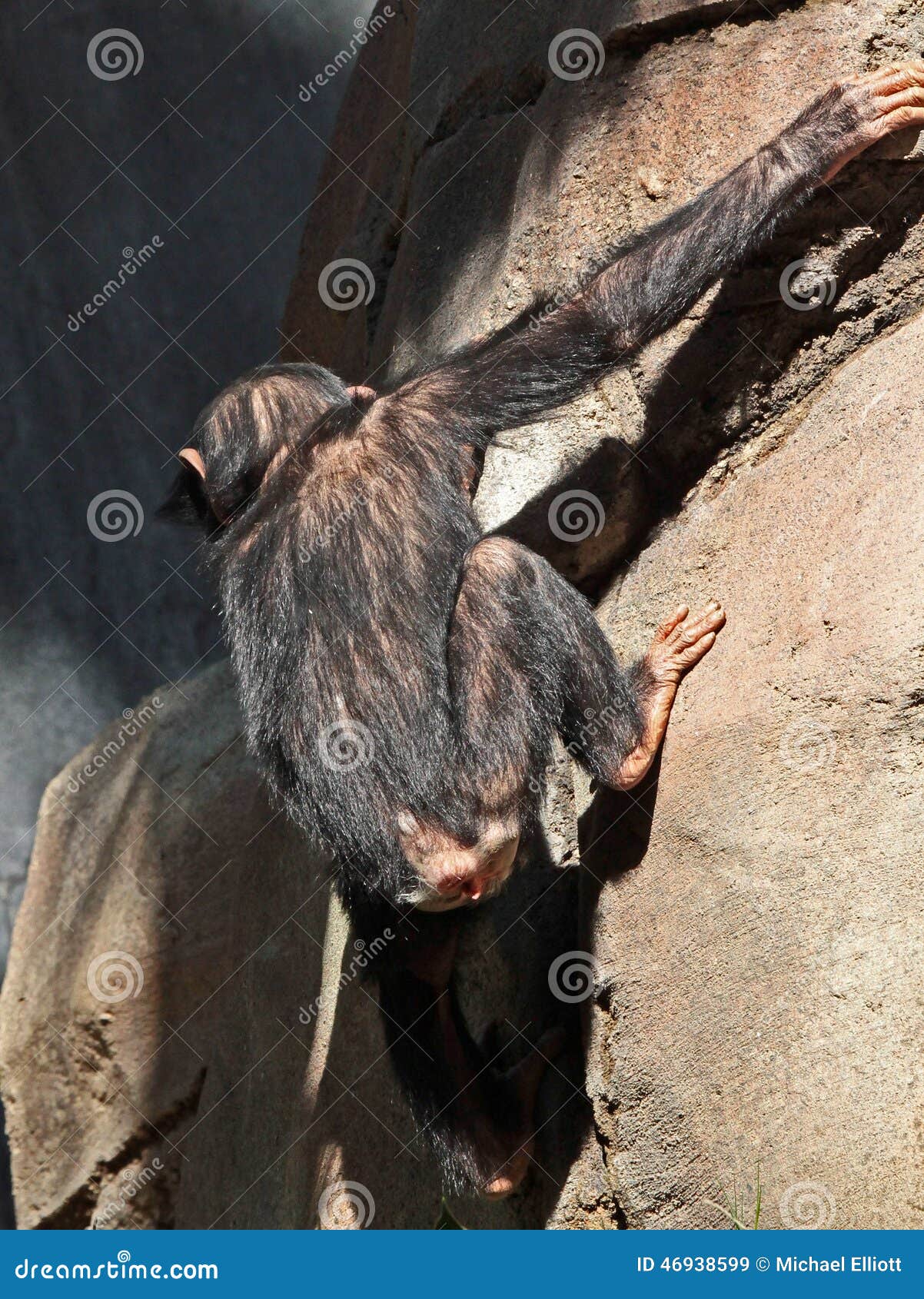 Chimpanzee stock image. Image of comfortable, grabbing - 46938599