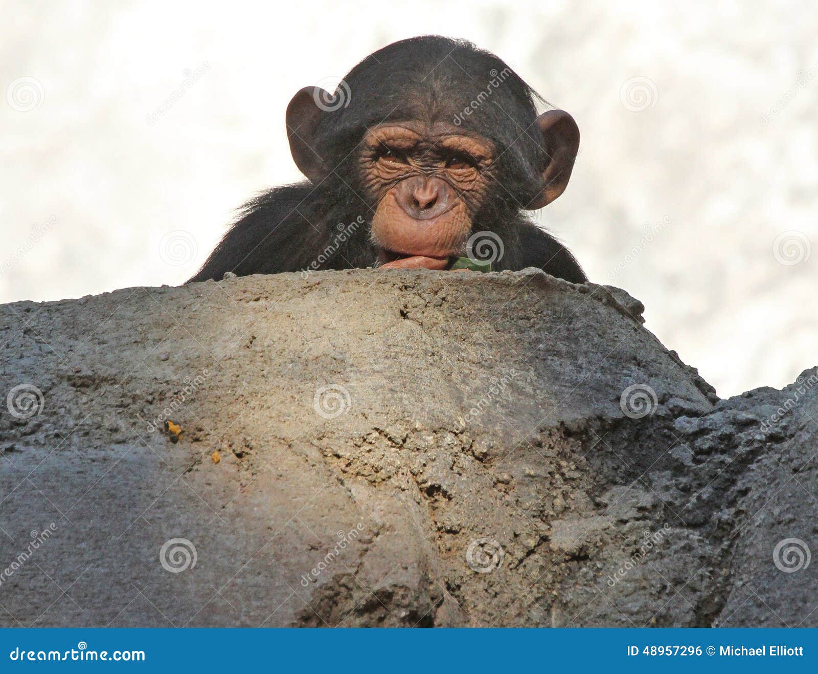 Chimpanzee stock photo. Image of cute, hide, play, eyes - 48957296