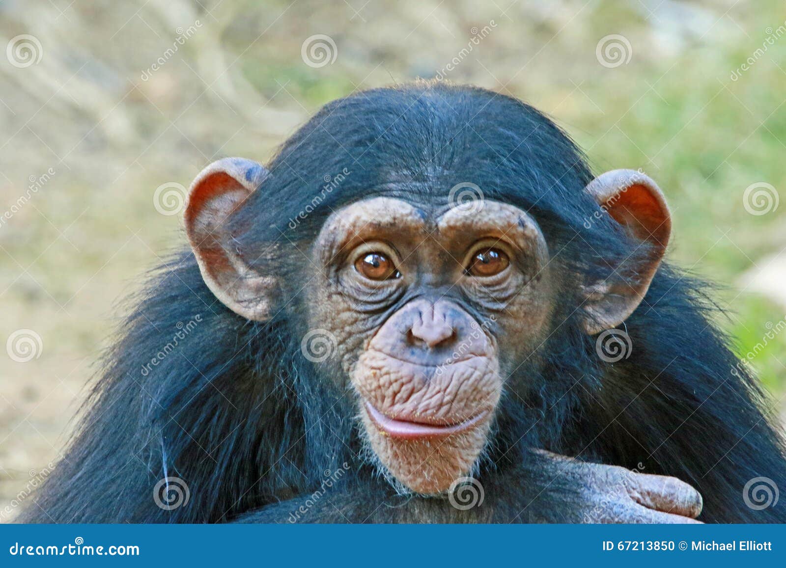 Chimpanzee stock photo. Image of chimp, lean, hands, leaning - 67213850