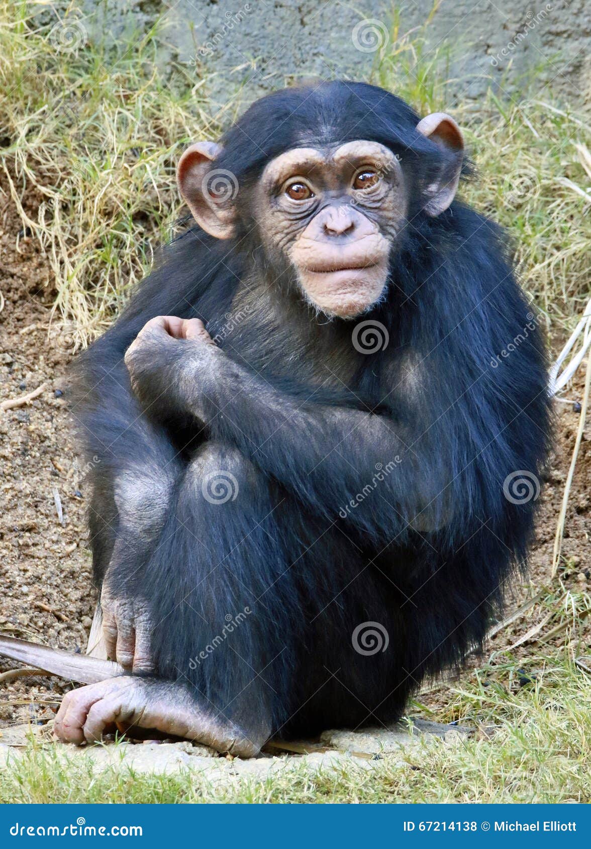 Chimpanzee stock photo. Image of looking, interaction - 67214138