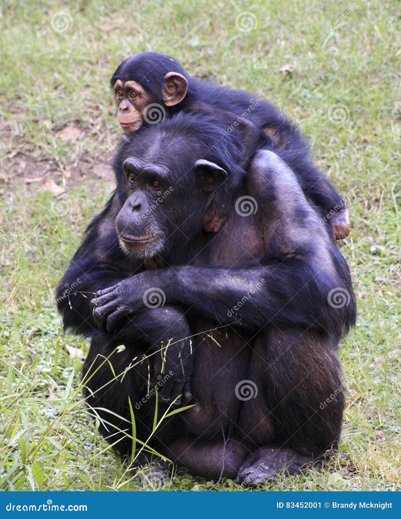 Chimpanzee stock image. Image of jungle, cameroon, conservation - 83452001