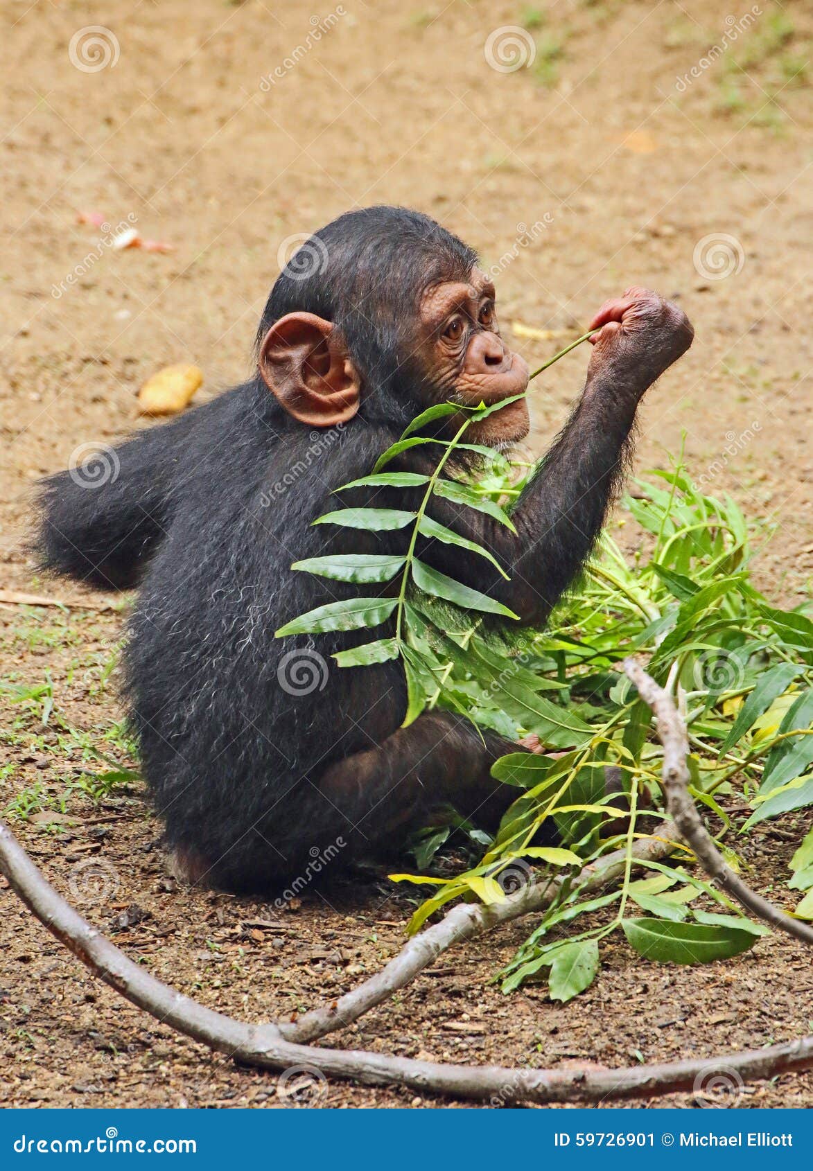 Chimpanzee stock image. Image of brown, cute, baby, face - 59726901