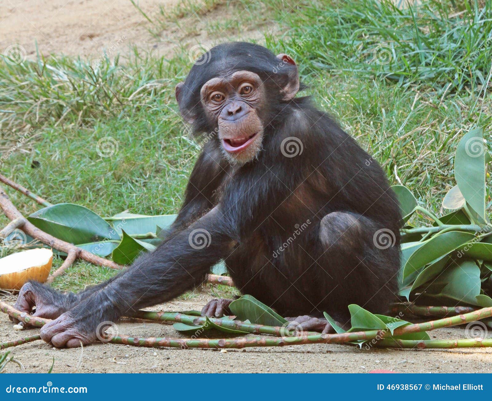 Chimpanzee stock image. Image of animal, lying, amuse - 46938567