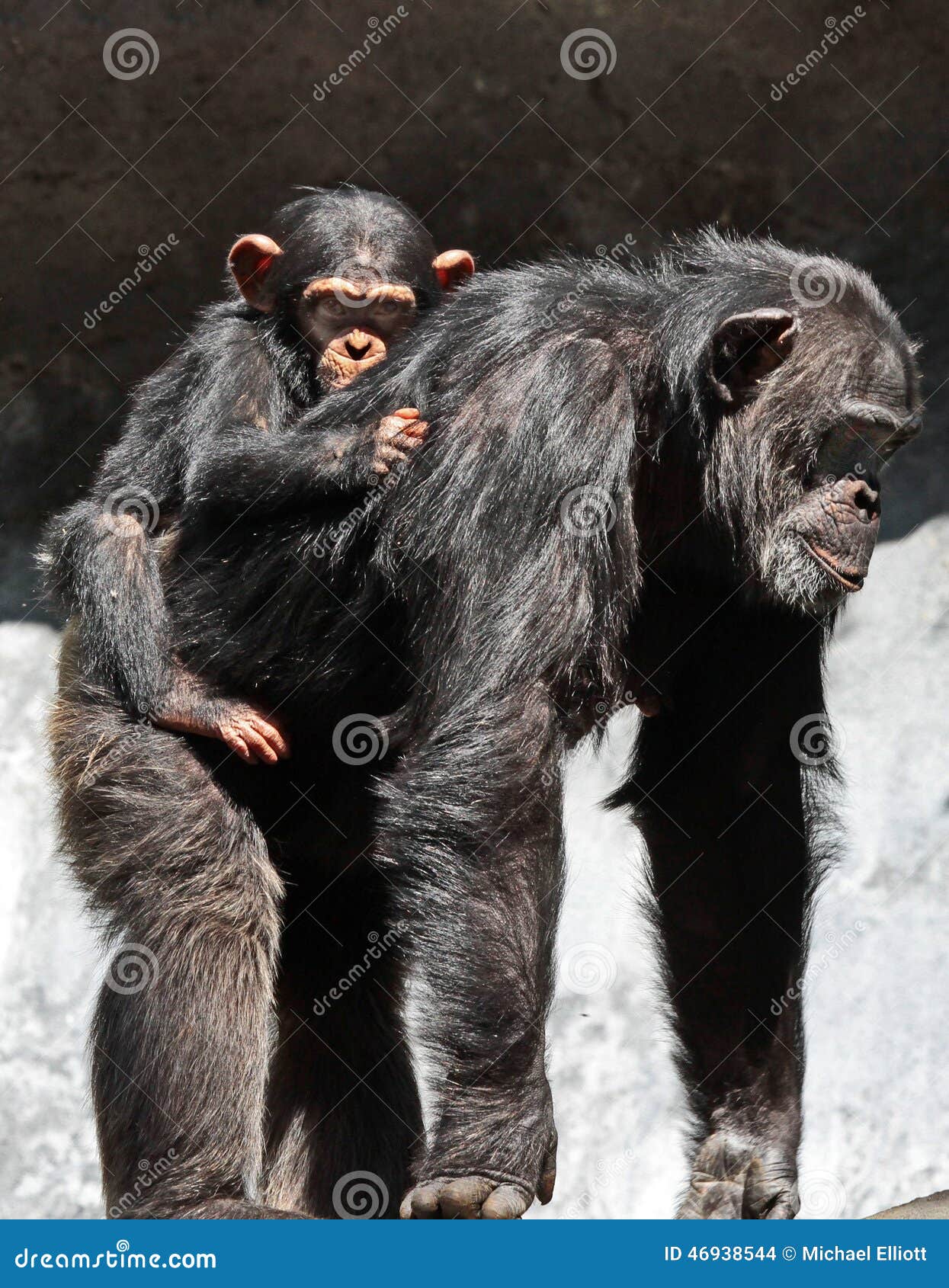 Chimpanzee stock photo. Image of mother, outdoors, humorous - 46938544