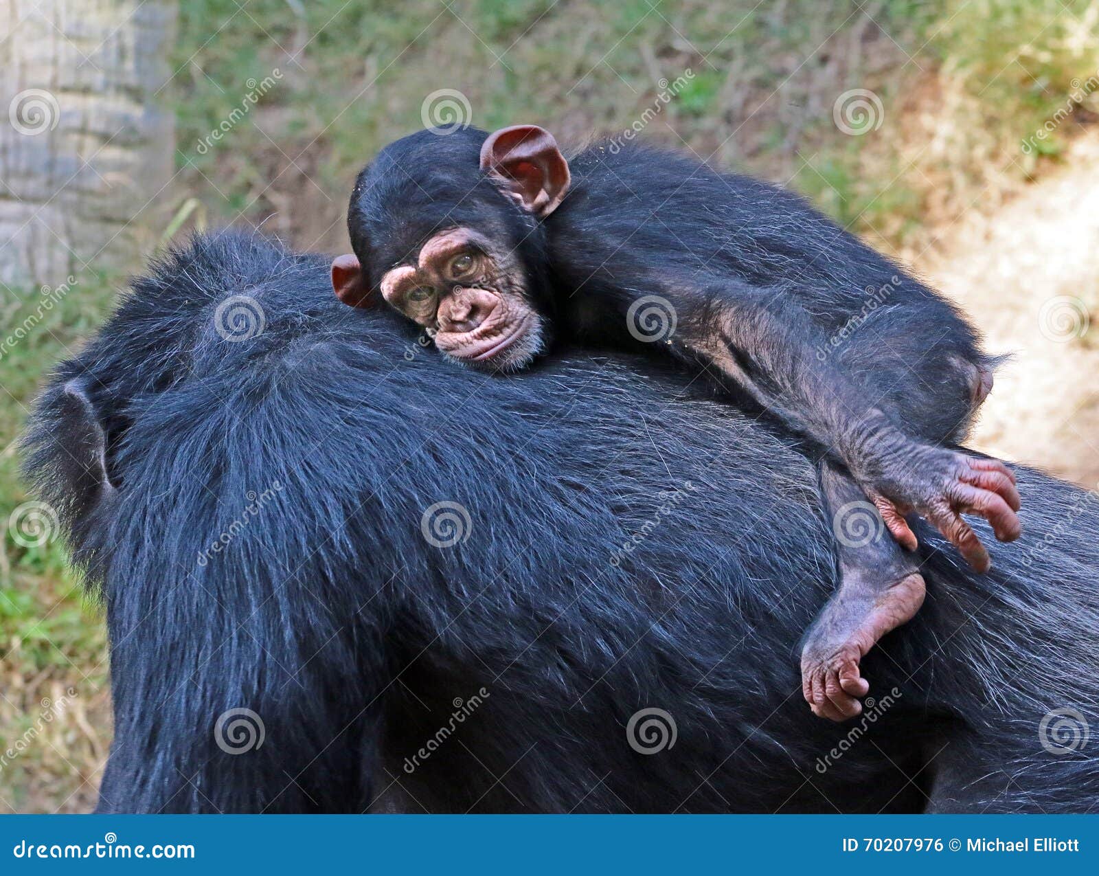 Chimpanzee stock photo. Image of dark, chimpanzee, front - 70207976