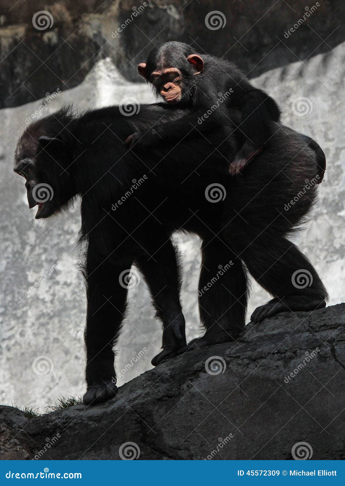 Chimpanzee stock image. Image of lazy, comfortable, outdoors - 45572309