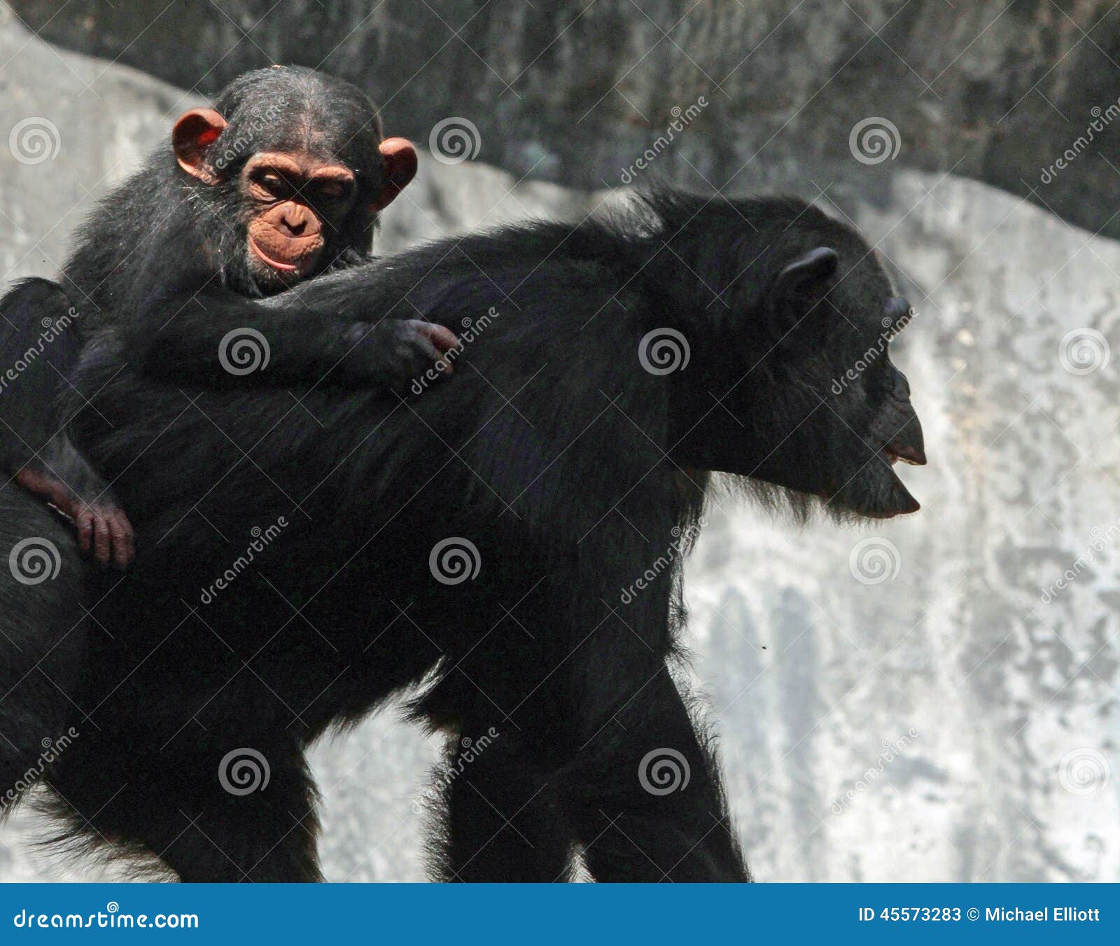 Chimpanzee stock image. Image of comfortable, highlight - 45573283