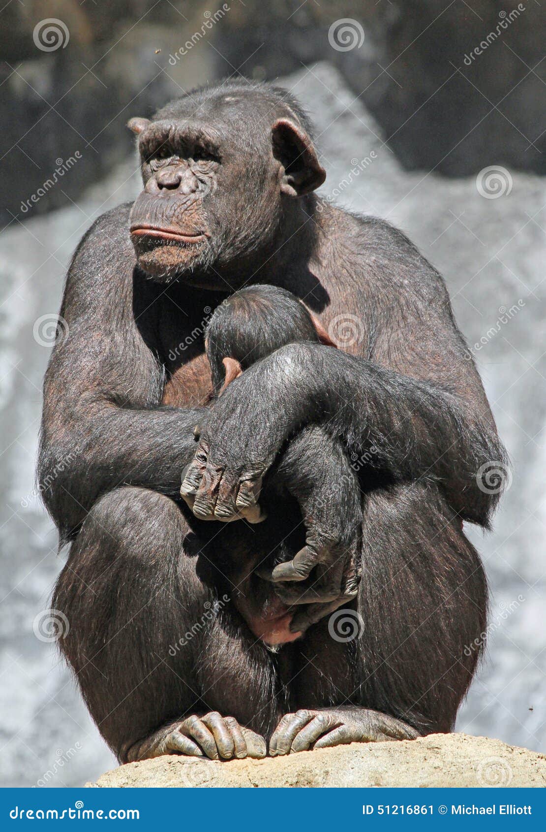 Chimpanzee stock image. Image of buckskinman, baby, brown - 51216861