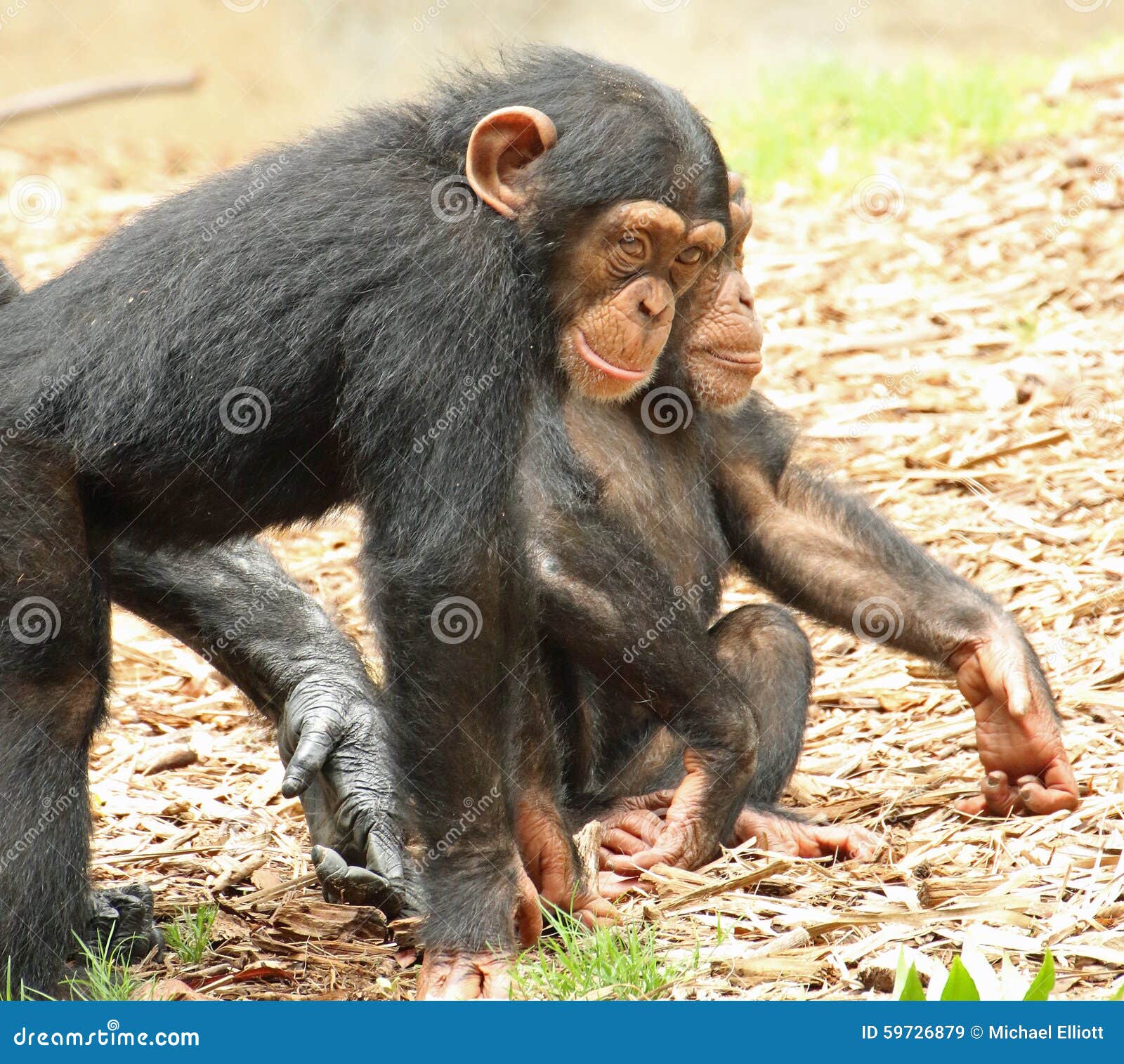 Chimpanzee stock image. Image of laying, asleep, dozing - 59726879