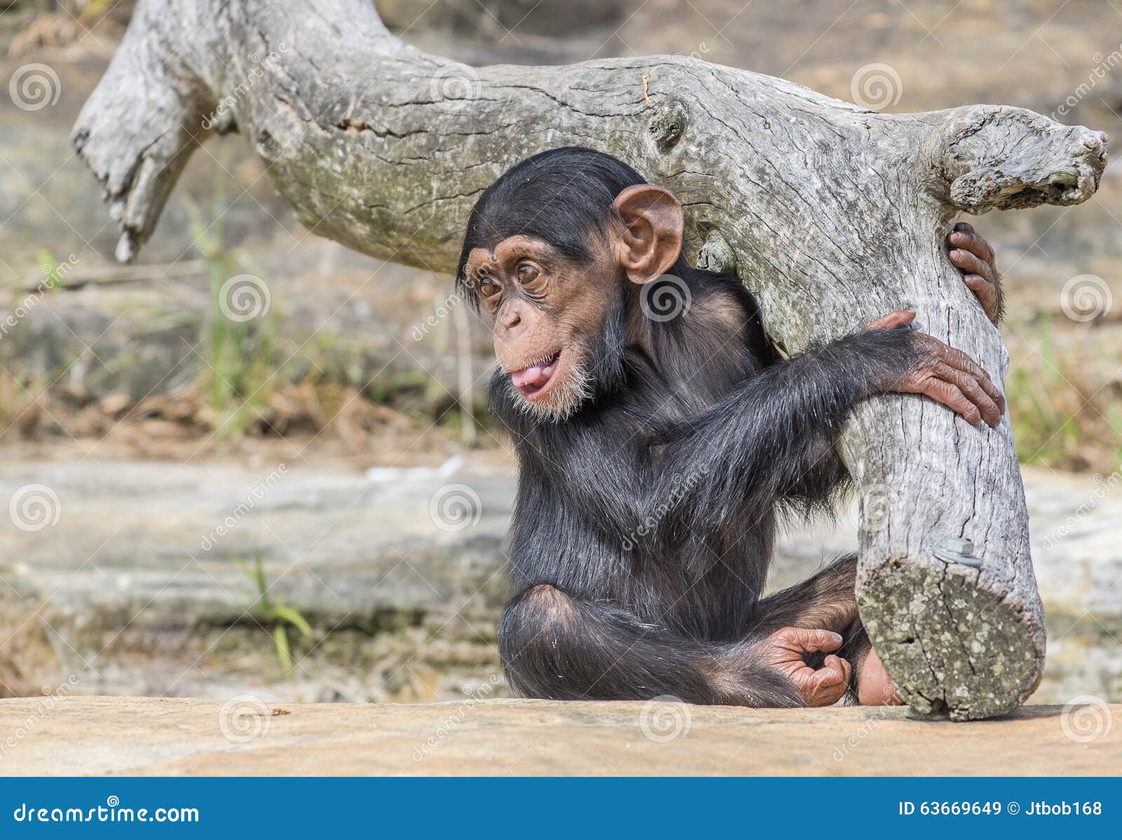461 Chimpanzee Holding Photos - Free & Royalty-Free Stock Photos from ...