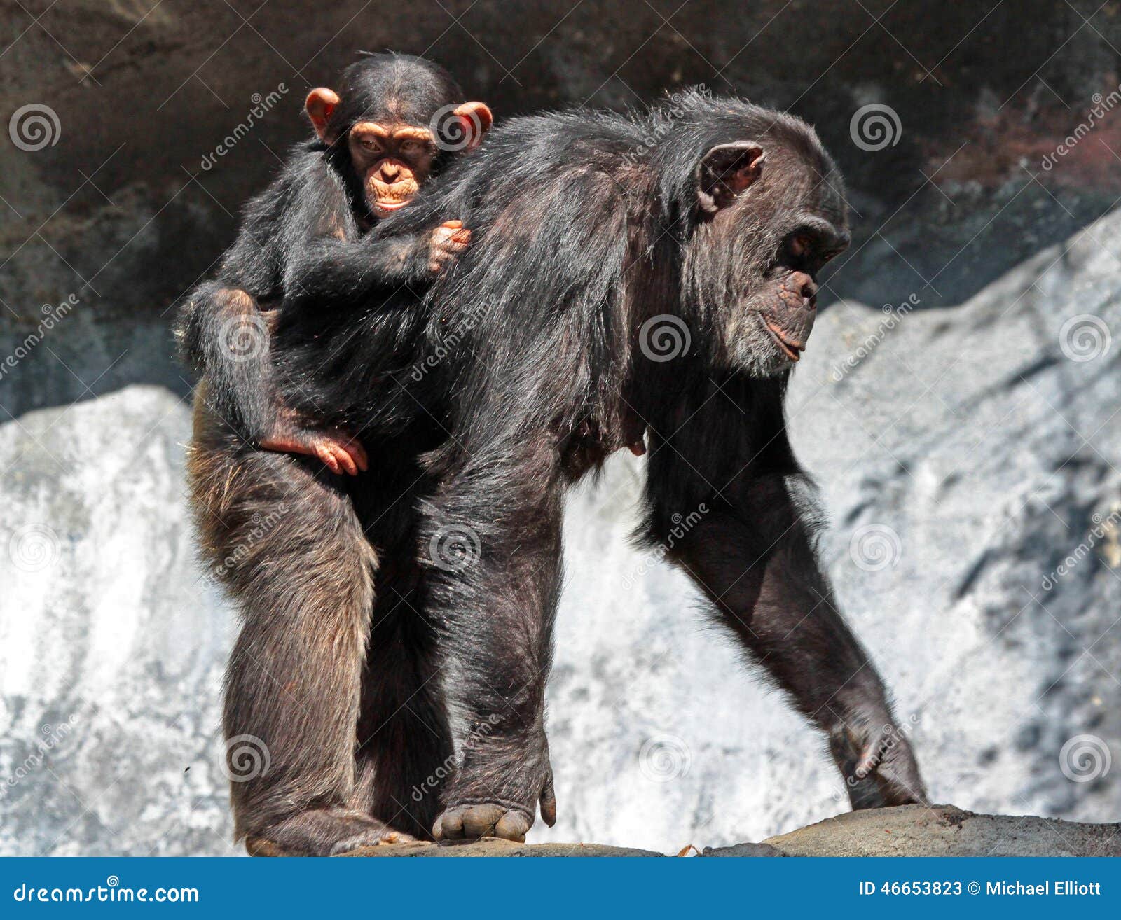 Chimpanzee stock image. Image of mammal, baby, buckskinman - 46653823